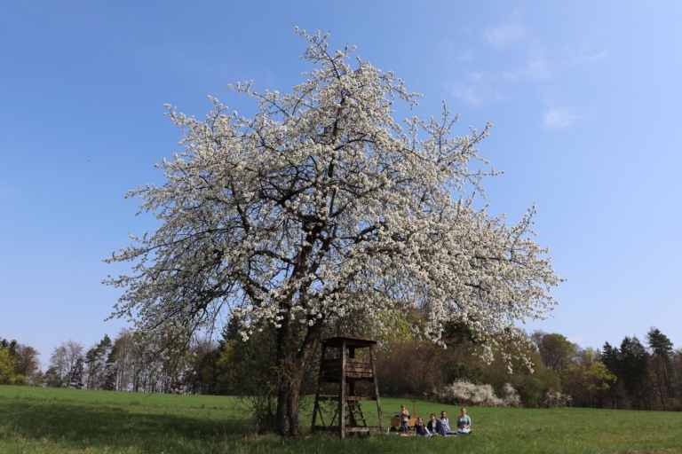 Kirschblütenpicknick – Utas Glück